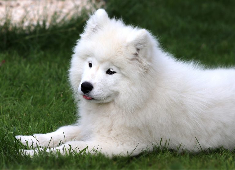Samoyed Price in India [2024] - Know Prices In Your Area - Petsyfy